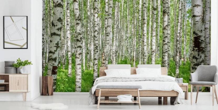 Birch Tree Wallpaper & Wall Murals | Wallsauce US