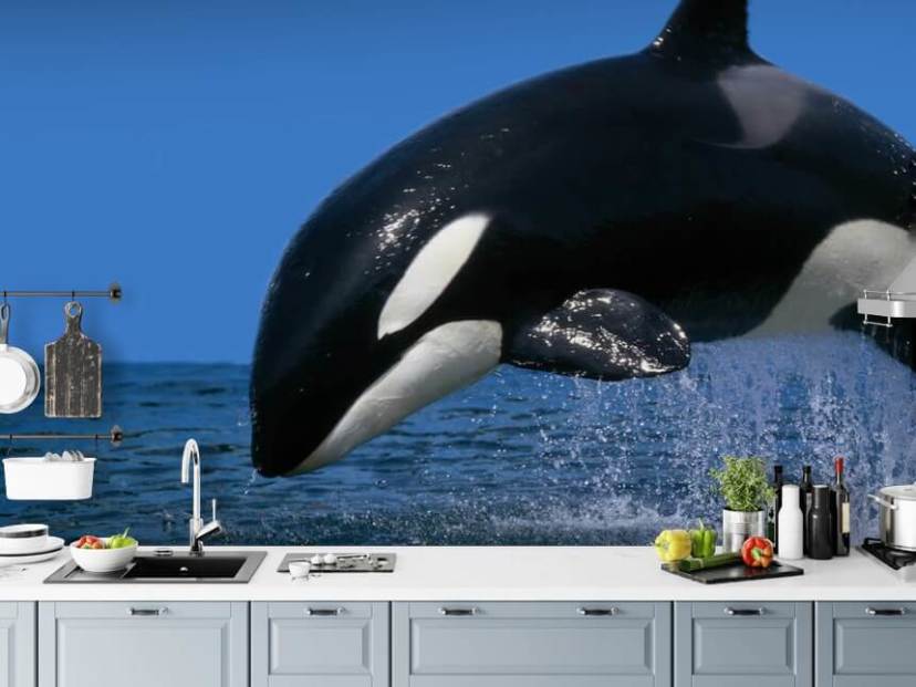 Tapeten-Wandbilder mit Walen | Wallsauce DE