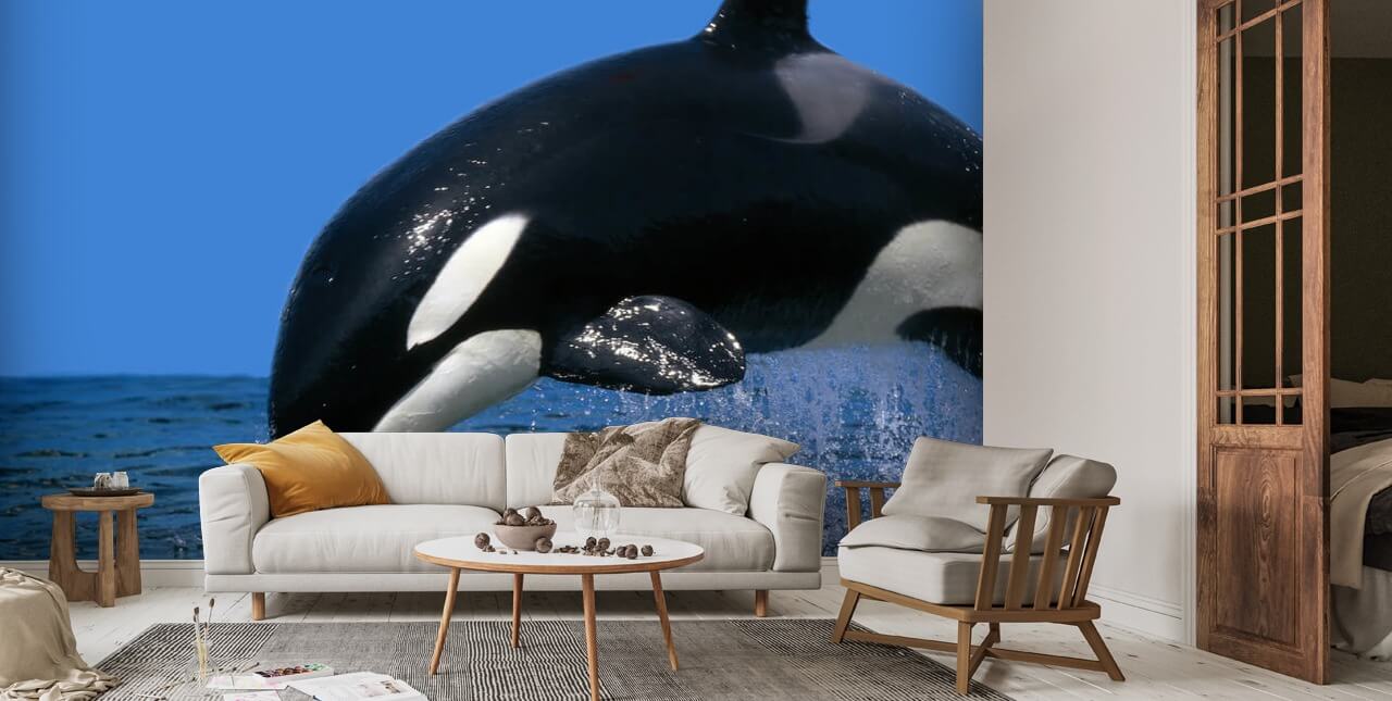 Stunning Orca Wall Mural | Wallsauce US