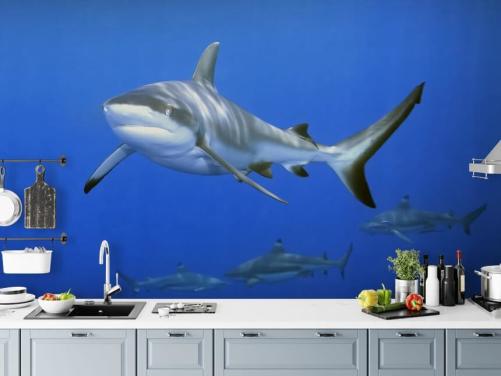 Shark Wallpaper & Wall Murals | Wallsauce NZ