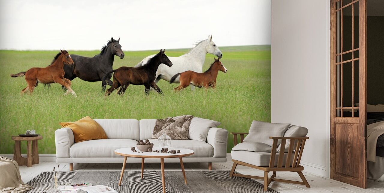 Galloping Foals and Mares Wallpaper | Wallsauce US