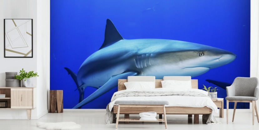 Shark Wallpaper & Wall Murals | Wallsauce NZ