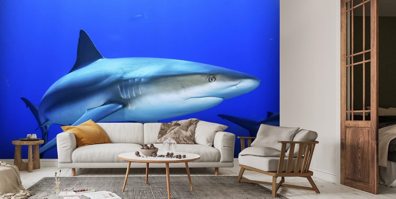 Caribbean Reef Shark behang | Wallsauce NL