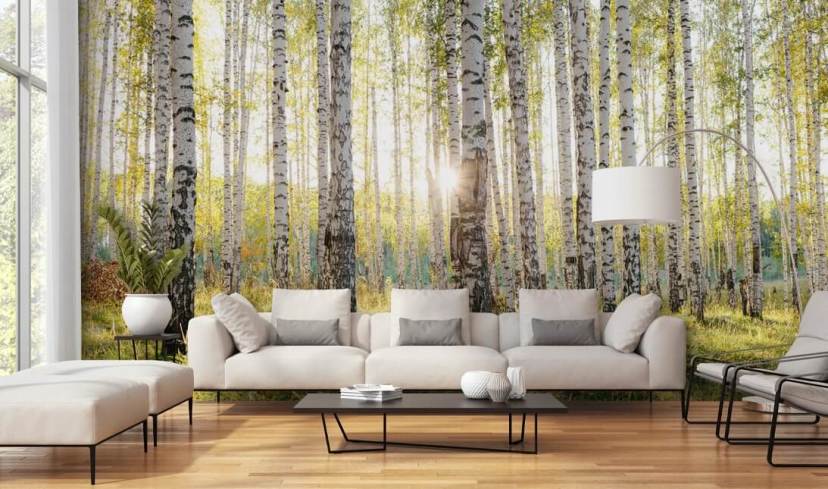 Birch Tree Wallpaper & Wall Murals | Wallsauce UK