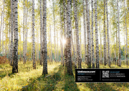 Birch Shadows Wallpaper | Wallsauce US