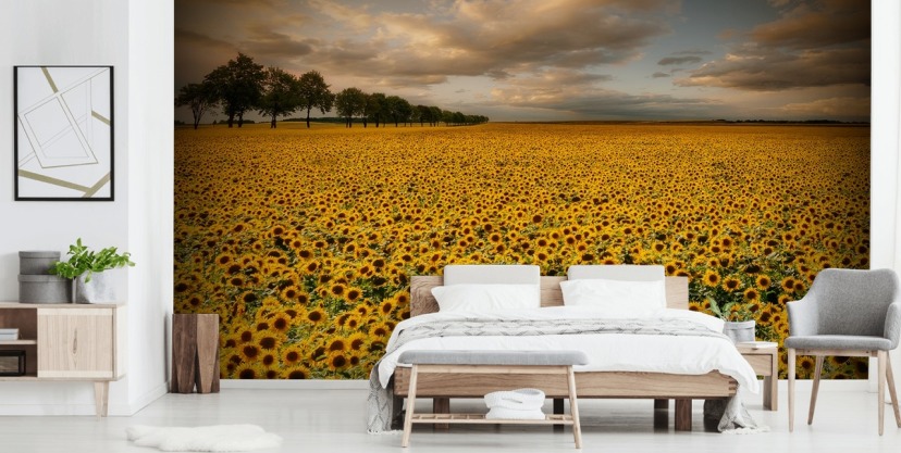 Sunflower Wallpaper & Wall Murals | Wallsauce UK