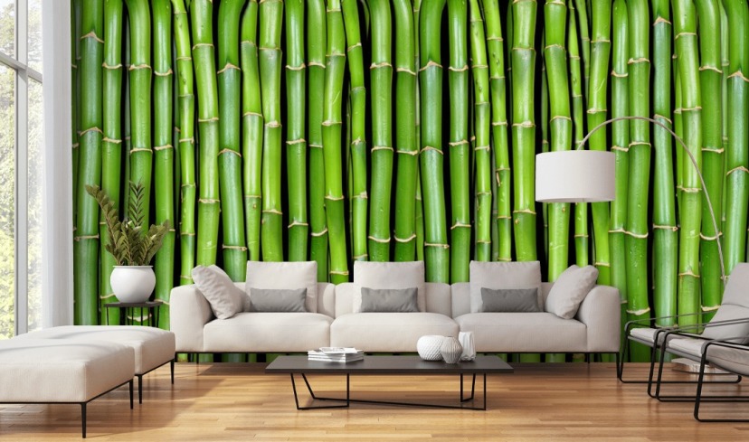 Bamboo Wallpaper Murals | Wallsauce US
