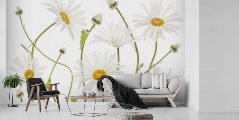 Daisy Wallpaper & Wall Murals | Wallsauce CA