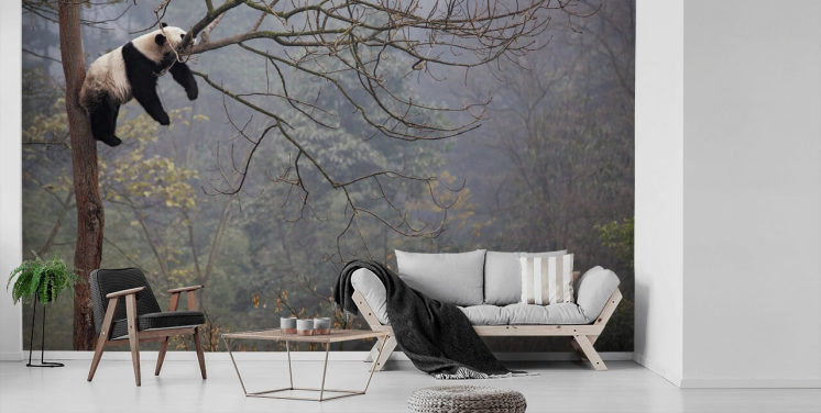 Panda Wallpaper & Panda Wall Art | Wallsauce NZ