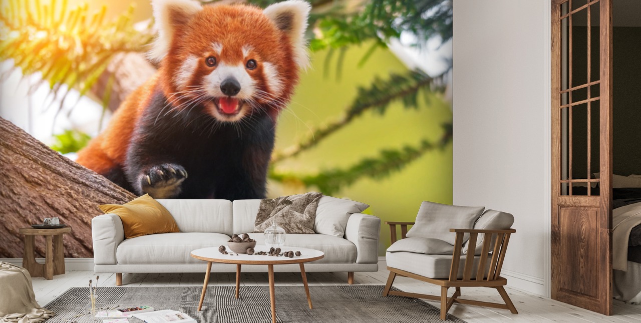 Playful Red Panda Wallpaper Mural | Wallsauce US