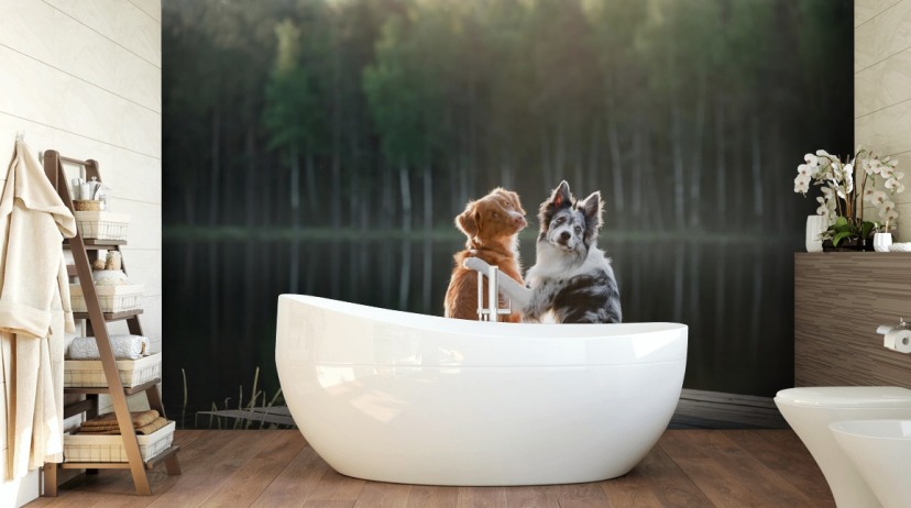 Papel pintado y murales de pared para perros | Wallsauce ES