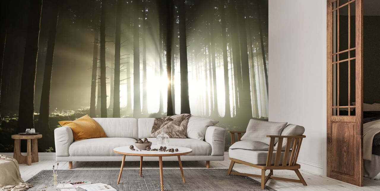 Helle und dunkle Wald-Tapete | Wallsauce DE