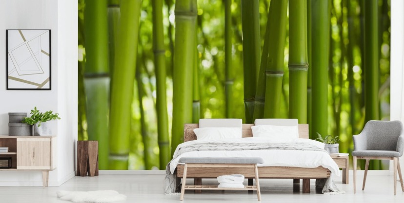 Bamboo Wallpaper Murals | Wallsauce US