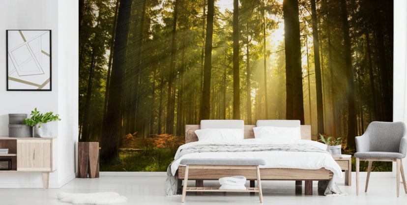 Forest Wallpaper & Tree Wall Murals | Wallsauce NZ