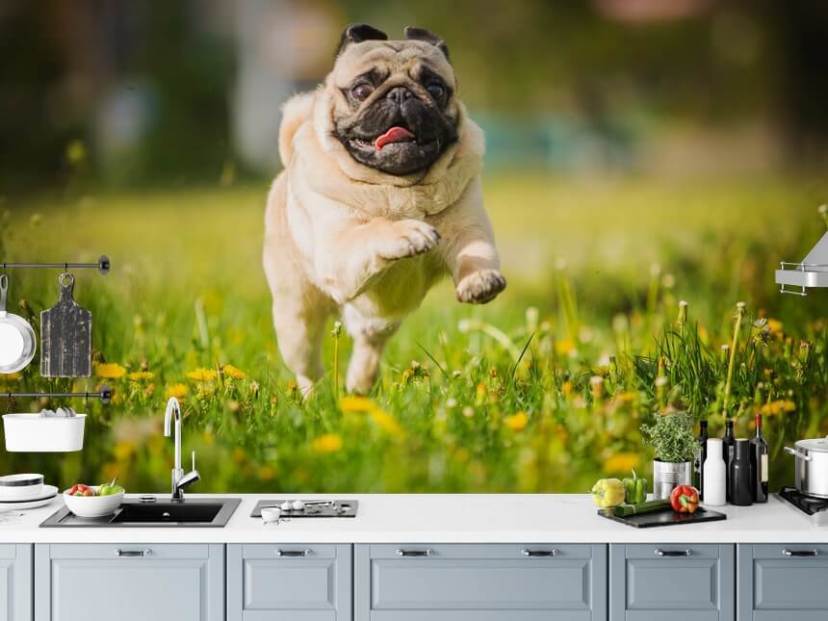 Dog Wallpaper & Wall Murals | Wallsauce UK