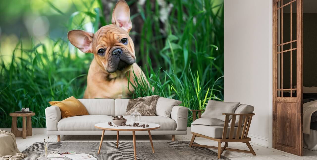 Golden French Bulldog Wallpaper | Wallsauce UK