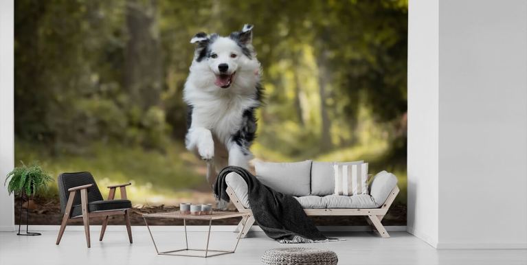 Dog Wallpaper & Wall Murals | Wallsauce UK