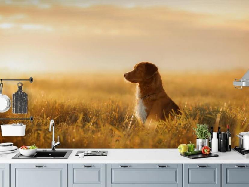 Dog Wallpaper & Wall Murals | Wallsauce US