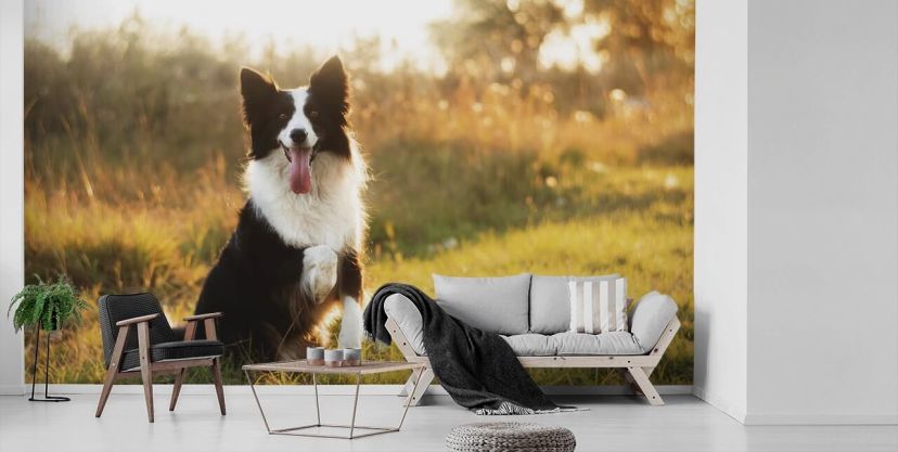 Dog Wallpaper & Wall Murals | Wallsauce US