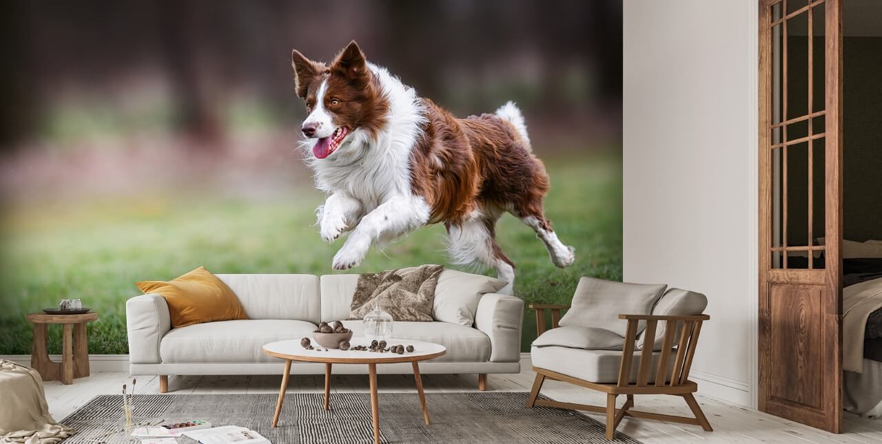 Brown Border Collie Wall Mural | Wallsauce US