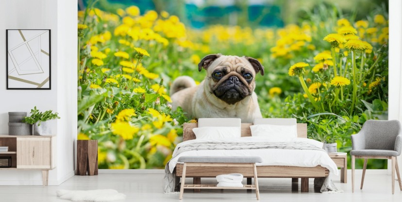 Dog Wallpaper & Wall Murals | Wallsauce UK