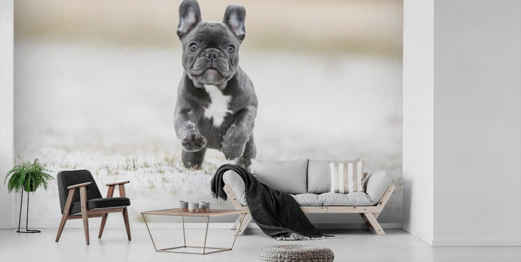 Dog Wallpaper & Wall Murals | Wallsauce UK