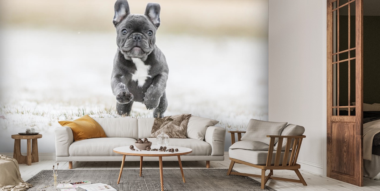 Fransk Bulldog hvalp Baggrund | Wallsauce DK