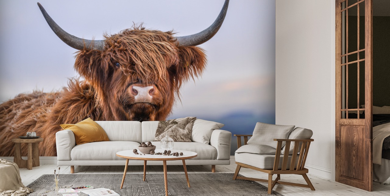 Highland Cow Close-Up Wallpaper Mural | Wallsauce UK