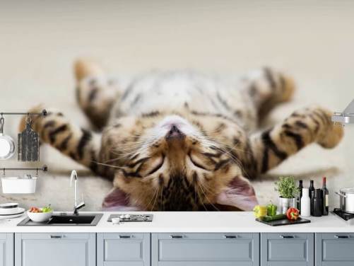 Cat Wallpaper & Wall Murals | Wallsauce US