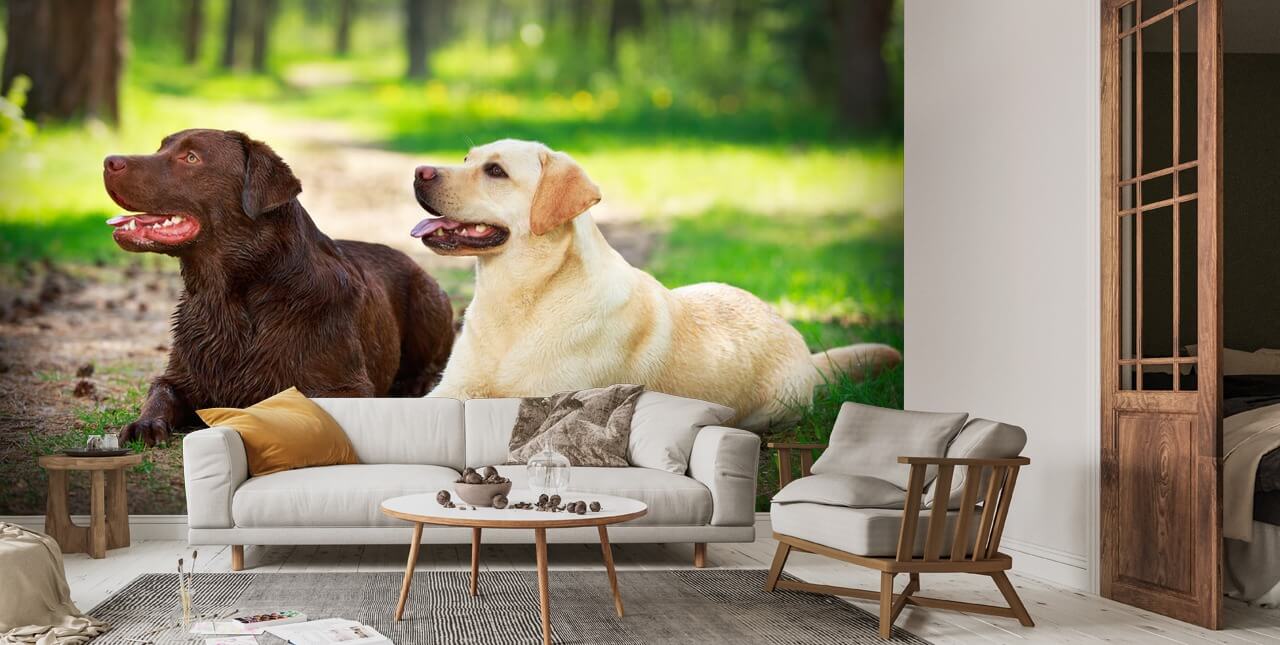 Labradors Wall Mural | Wallsauce US