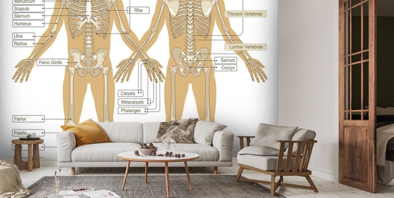 Carta Da Parati Di Anatomia Dello Scheletro