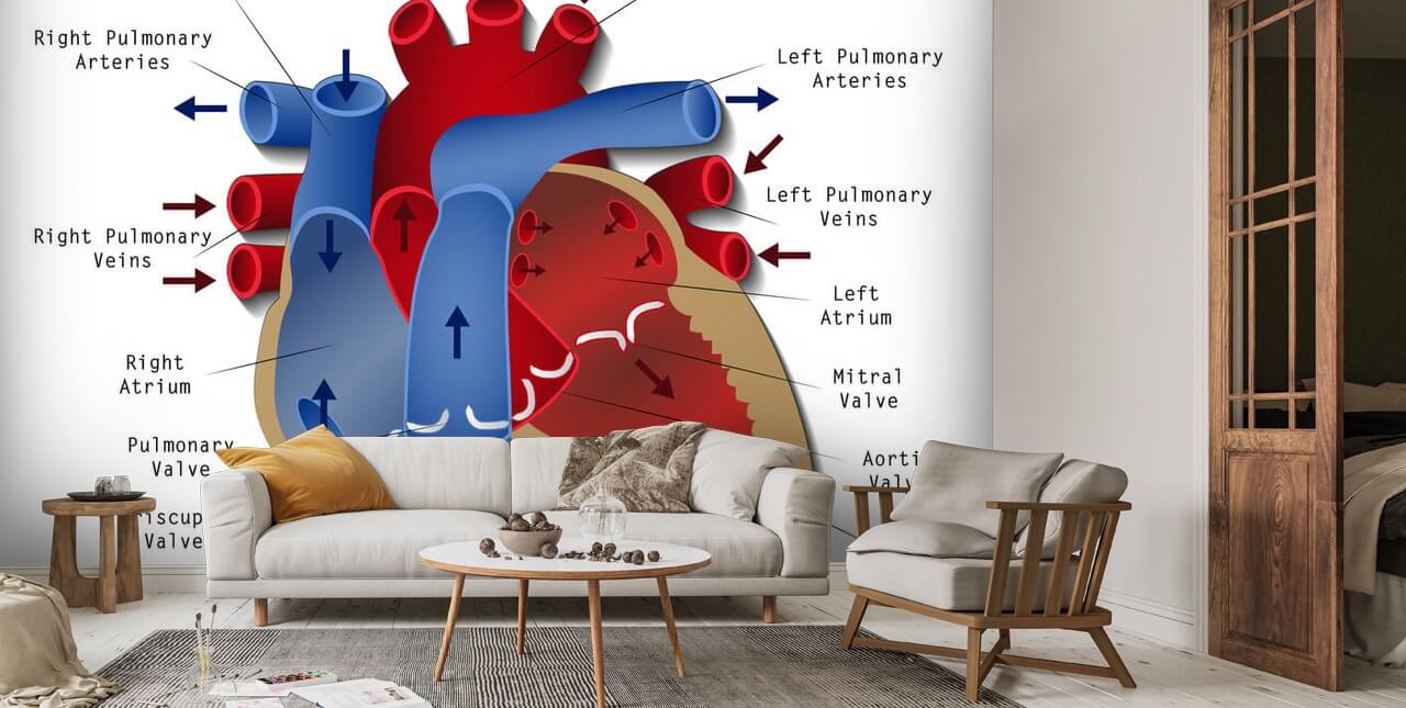 Human Heart Diagram Wallpaper Mural | Wallsauce US