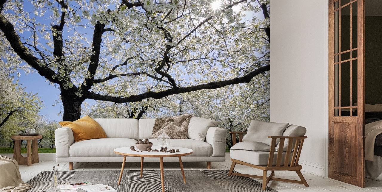 Cherry Trees Wall Murals | Wallsauce UK