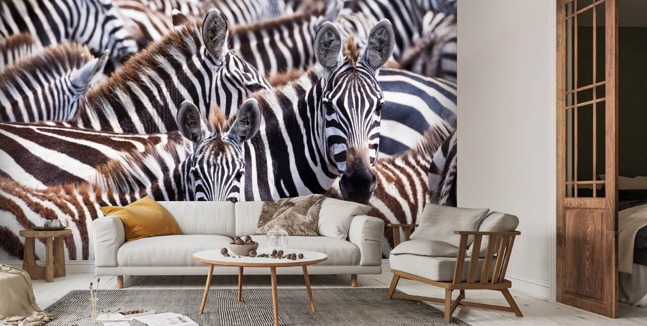 Zebra Gathering Wall Mural | Wallsauce US