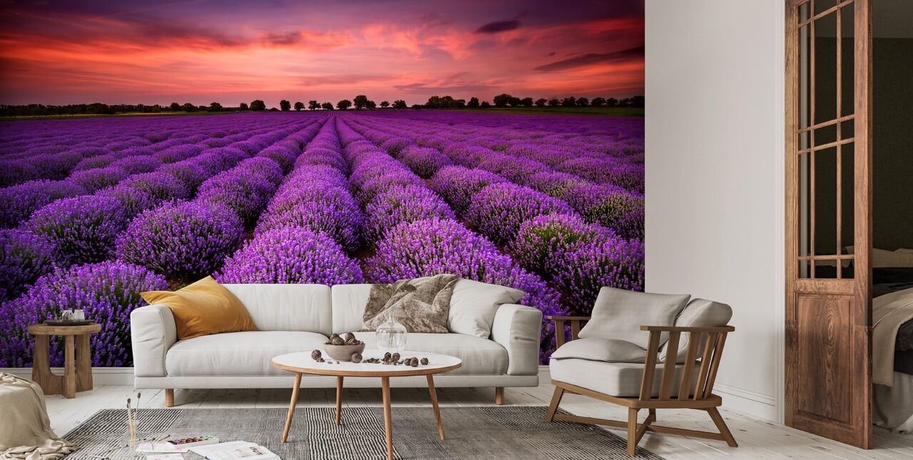 Stunning Landscape of Lavender Field Wall Mural | Wallsauce UK