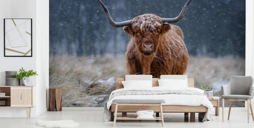 Cow Wallpaper & Wall Murals | Wallsauce US