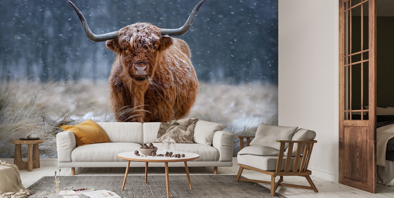 Snowy Highland Cow Wallpaper Mural | Wallsauce US