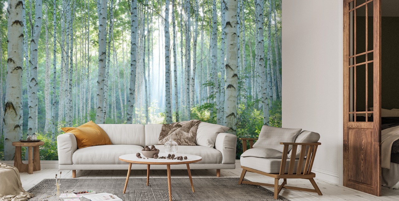 White Birch Forest In Summer Mural | Wallsauce UK