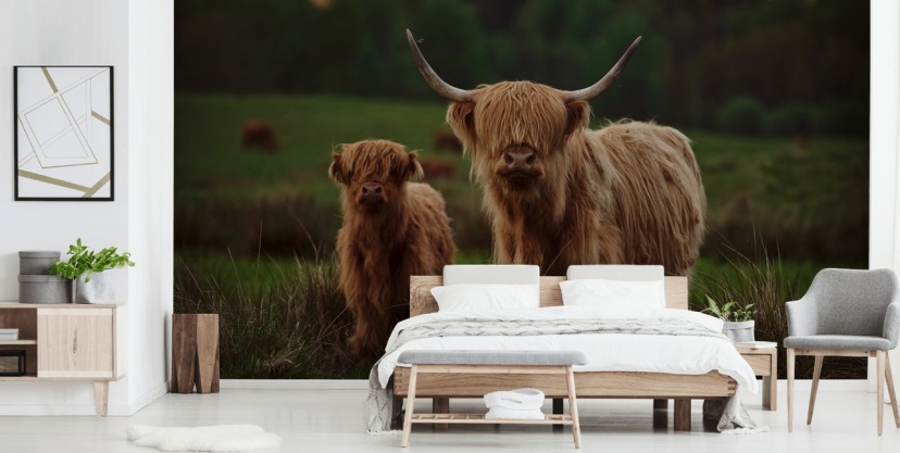 Cow Wallpaper & Wall Murals | Wallsauce US