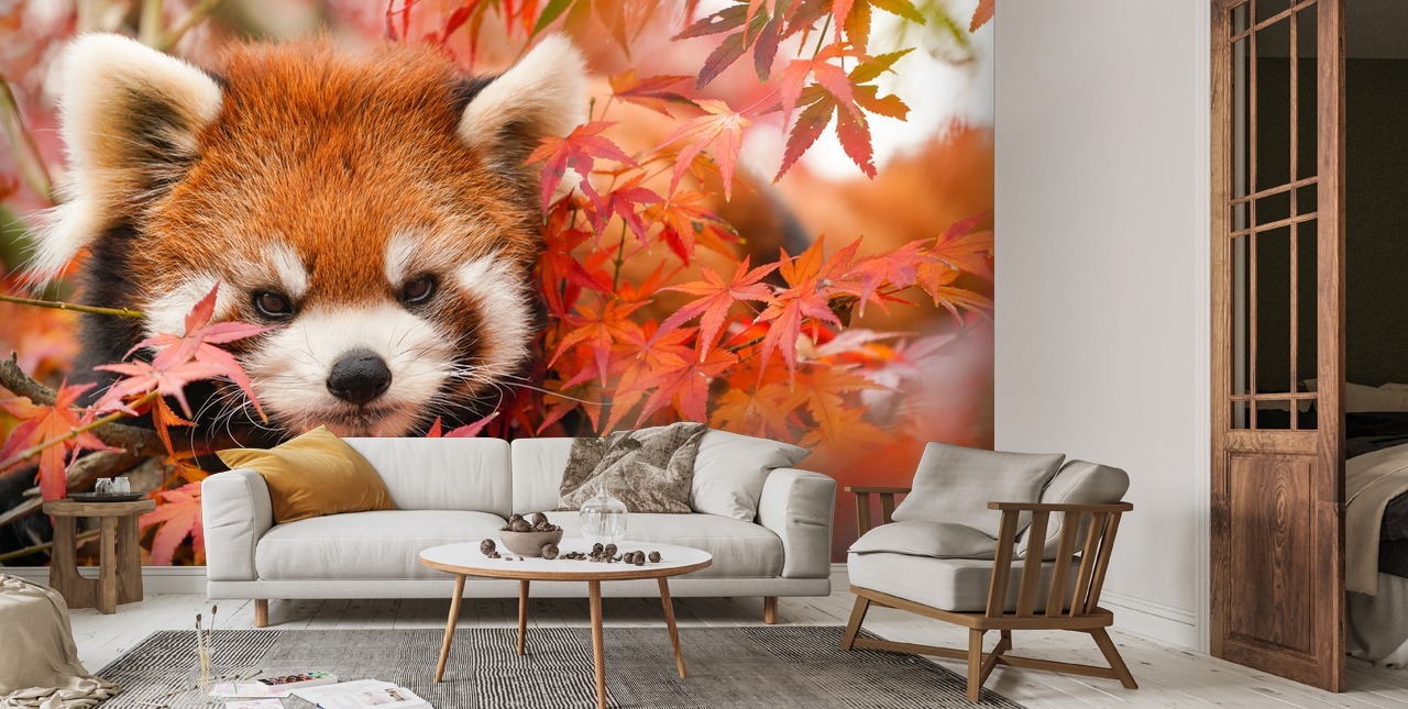 Red Panda in Autumn Wallpaper Mural | Wallsauce US