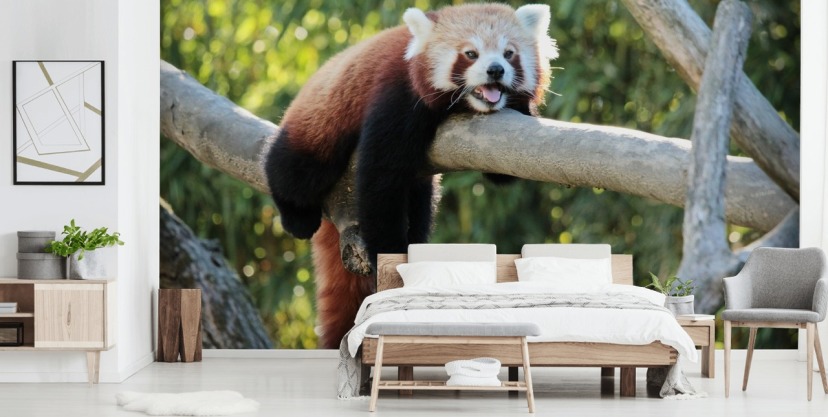 Panda Bear Mural Wall Wall Discount Mural Panda Bear Family