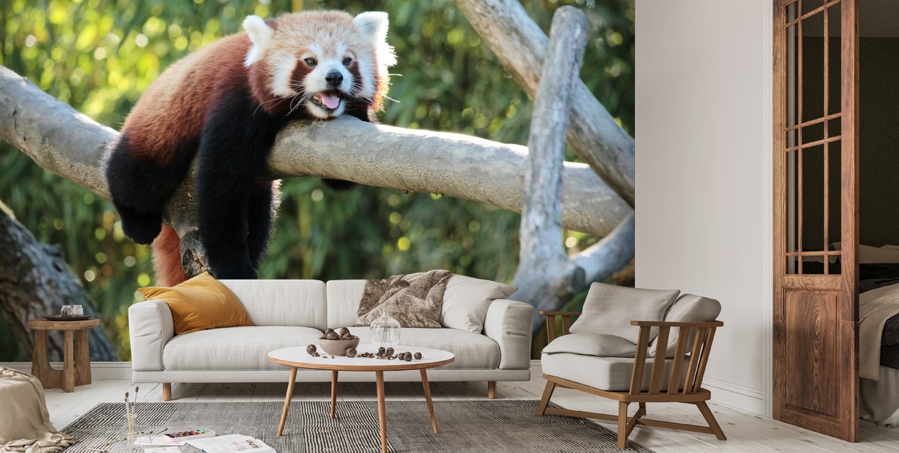 Relaxing Red Panda Wallpaper Mural | Wallsauce US