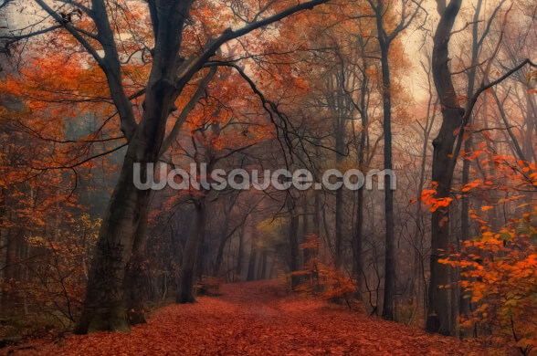 Decorative Forest Wall Mural | Wallsauce CA