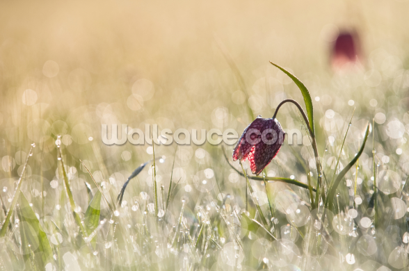 Morning Dew Wallpaper | Wallsauce US