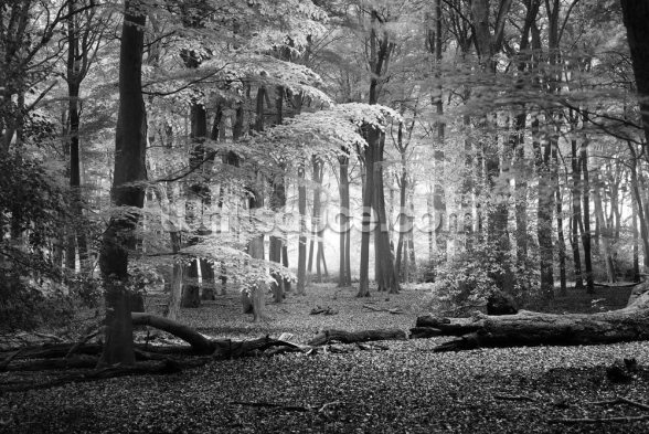 Magical Forest Wallpaper | Wallsauce UK