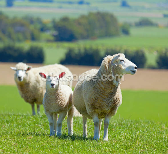 Trio of Sheep Wall Mural | Wallsauce UK
