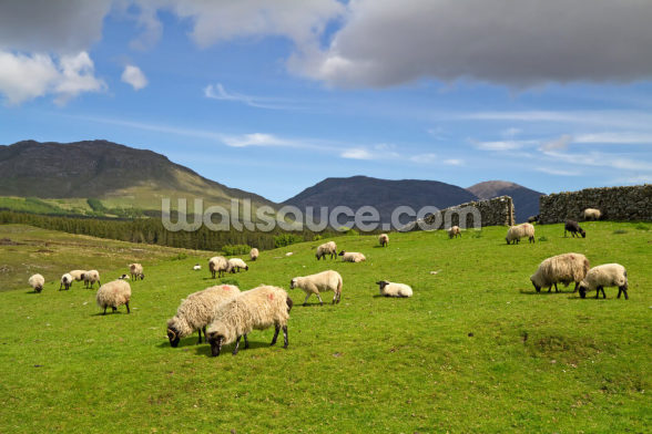 Sheep Grazing Wallpaper | Wallsauce US