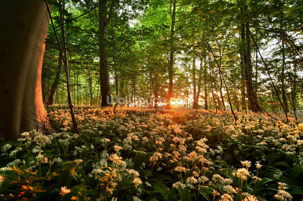 Sunlight Glow over Forest Flowers Wallpaper | Wallsauce CA