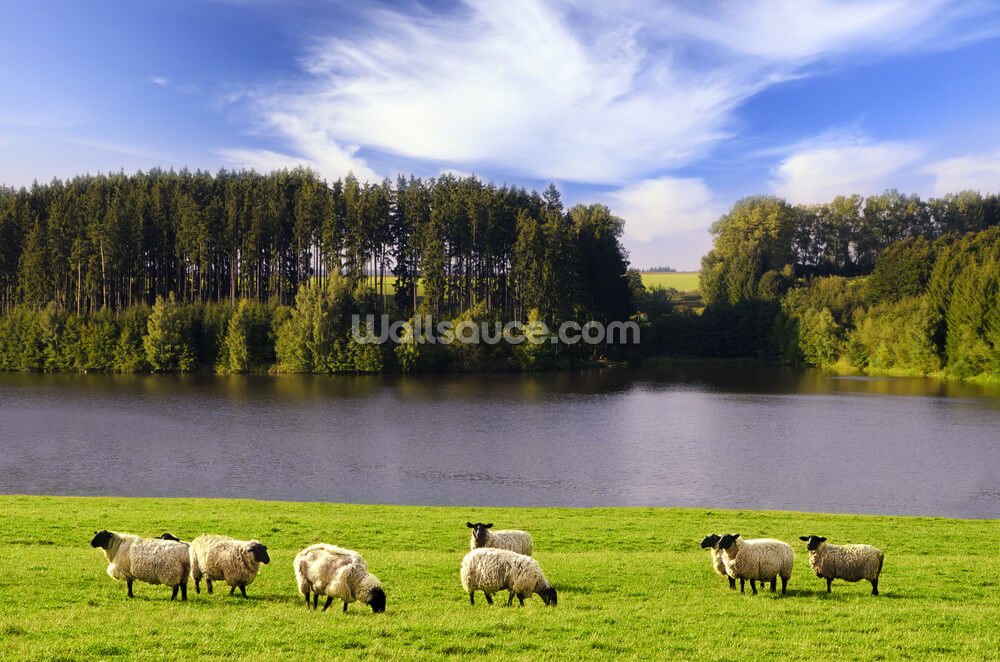 Sheep Wall Mural | Wallsauce UK