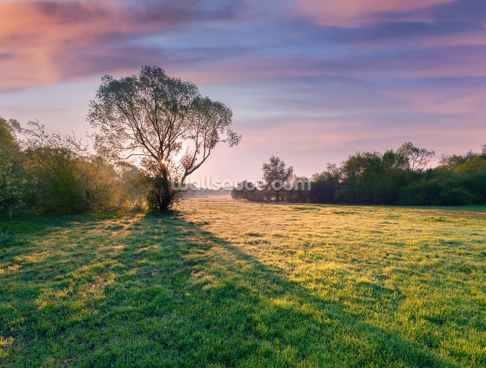 Tree at Dawn Wallpaper | Wallsauce UK